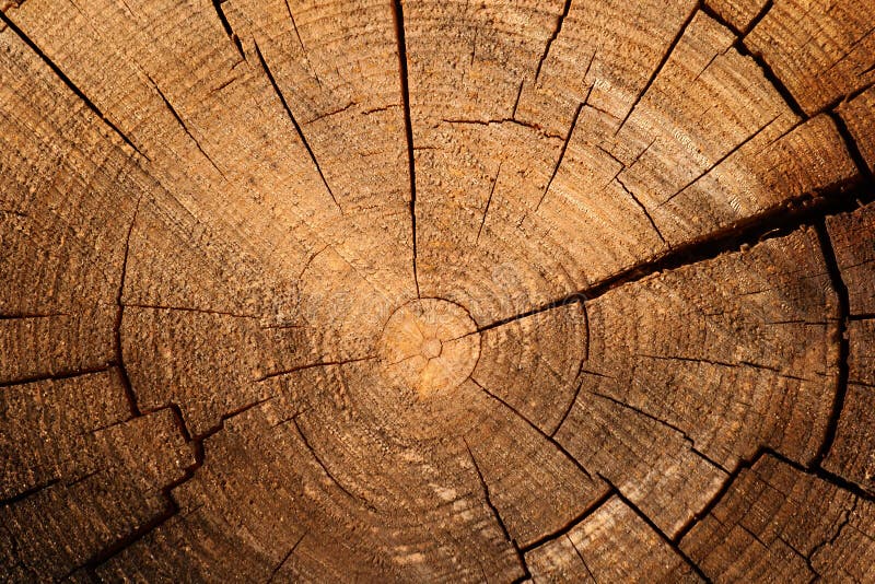 De Ring van de boom stock foto. Image of samenvatting - 26678198