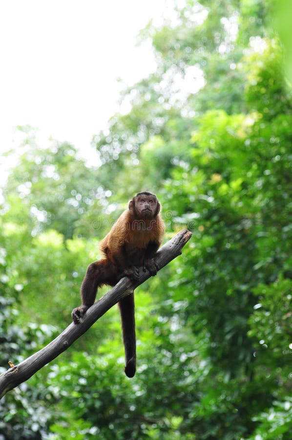 Rode Brulaap stock afbeelding. Image of zoogdieren, boom - 14591785