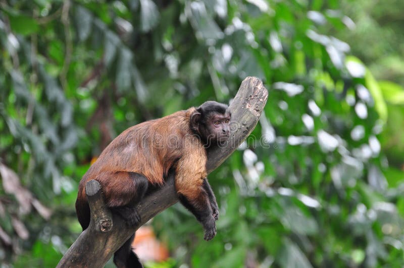 Rode Brulaap stock afbeelding. Image of zoogdieren, boom - 14591785