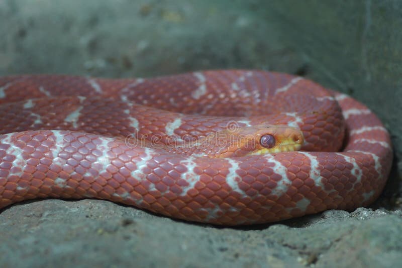 De Rode Adder of Slang Van Het Graan Stock Foto - Image of nave, rood ...