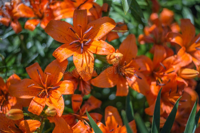 Rode Iris stock foto. Afbeelding bestaande uit nave, kleur - 12657198