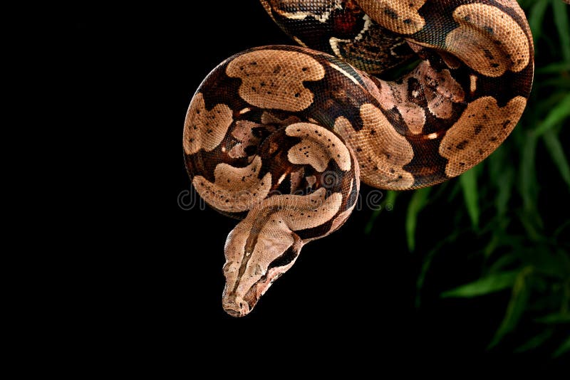 De rode Boa van de Staart. stock foto. Image of adder - 6703736
