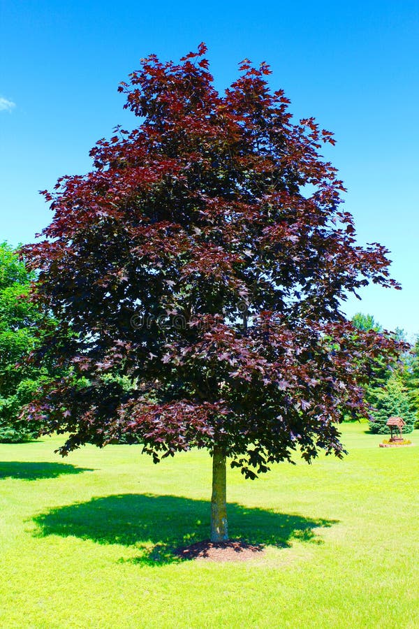 De Rode Boom Van De Esdoorn Stock Afbeelding - Image of seizoen ...