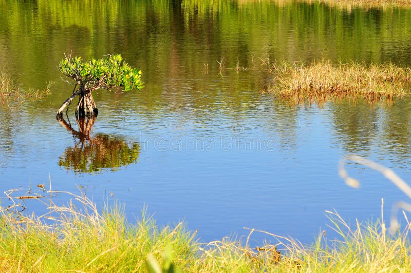 Rode Mangroveboom in Een Zoutmoeras Stock Foto - Image of kust, laag ...