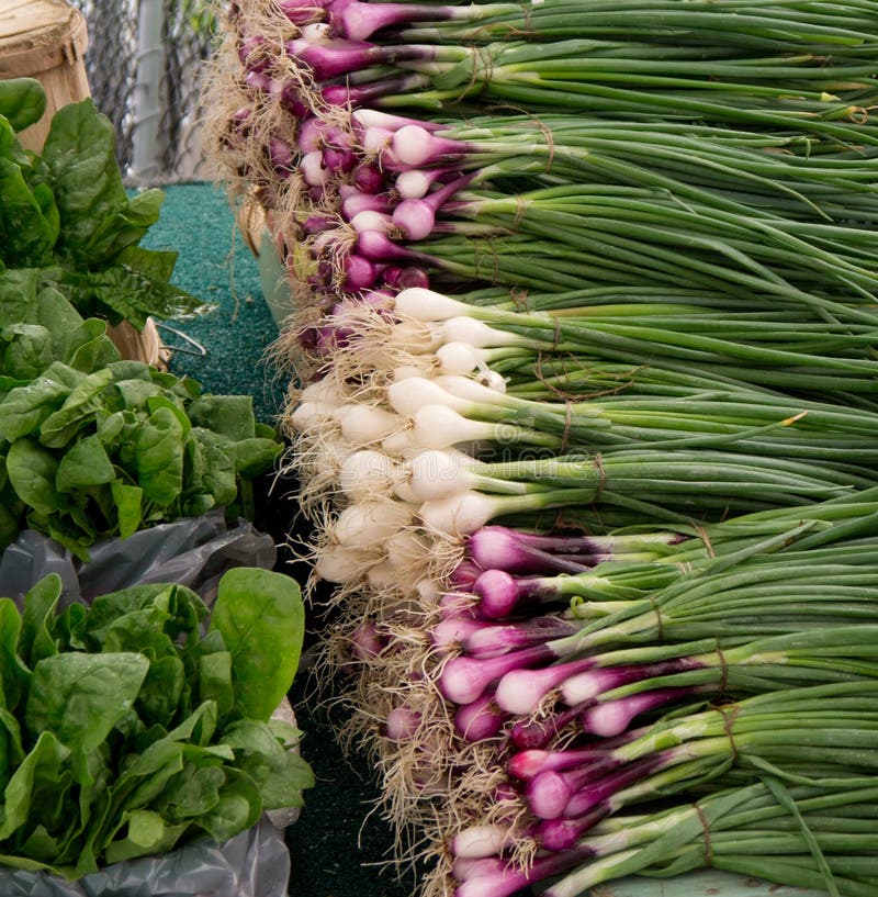 De Rode En Witte Uien Van De Zomer Bij Markt Stock Afbeelding - Image ...
