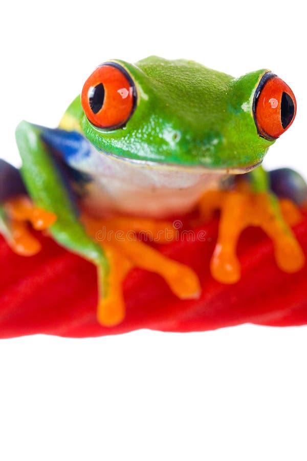 De Rode Eyed Kikker Van De Boom Stock Afbeelding - Image of zoethout ...