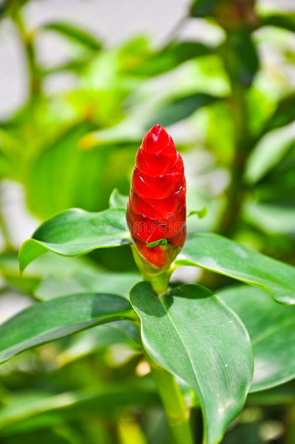 De Rode Gember Van De Rouwband Stock Afbeelding - Image of caraïbisch ...