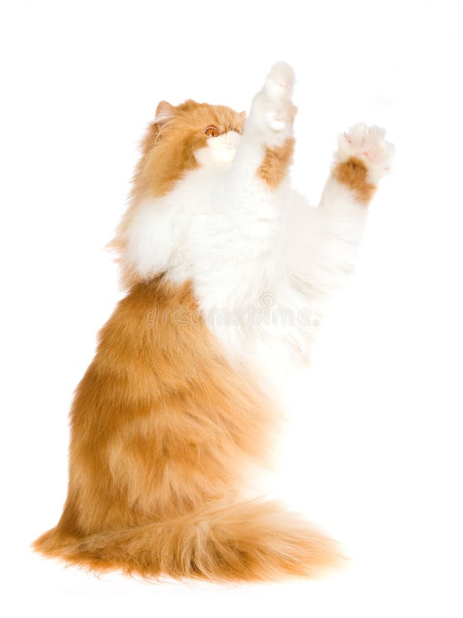 De Rode Golvende Poten Van De Perzische Kat in Lucht Stock Afbeelding ...