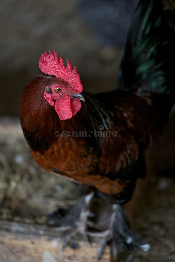 De Rode Haan Van De Productie Stock Afbeelding - Image of haan, rood ...