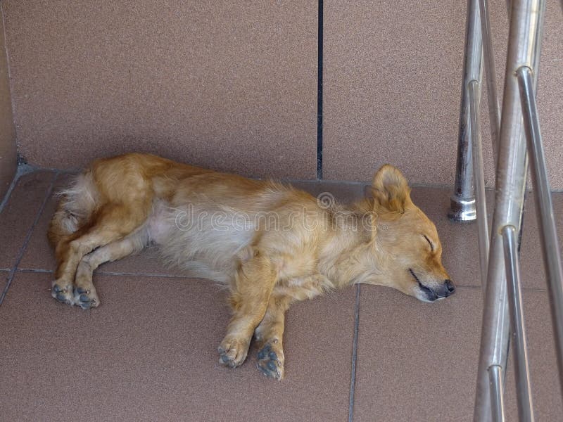 De Rode Hond Slaapt Op De Portiek Van De Opslag Stock Afbeelding ...