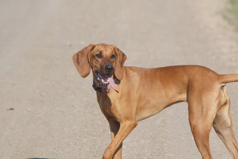 De Rode Hond Van De Beenwasbeer Stock Foto - Image of rood, jacht: 7214138