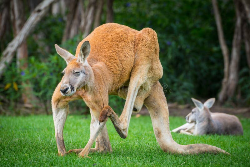 De Rode Kangoeroe Van Philip Island-het Wildpark, Australië Stock Foto ...