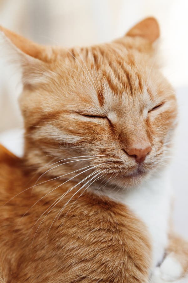 De Rode Kat, Close-upportret Van Het Hoofd, Loenste in De Zon En Stock ...