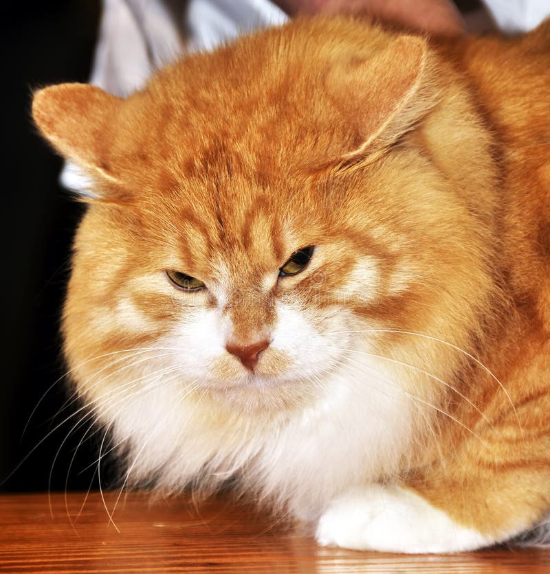 Rode Boze Mooie Perzische Kat Op Een Oranje Achtergrond Stock ...