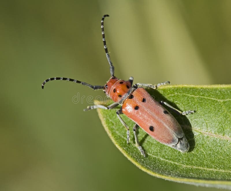 De Rode Kever Van Milkweed Longhorn Stock Afbeelding - Image of wild ...