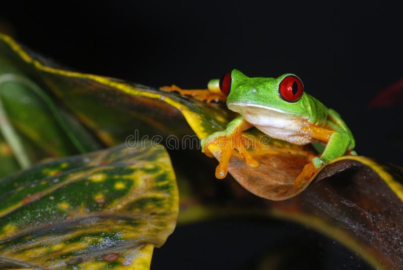 De Rode Kikker Van De Oogboom Met Eieren Op Een Blad. Stock Afbeelding ...