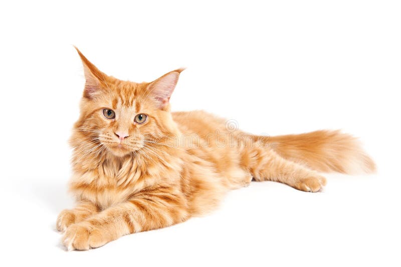 Rood Met Witte Maine Coon Op Kaki Achtergrond Stock Afbeelding - Image ...