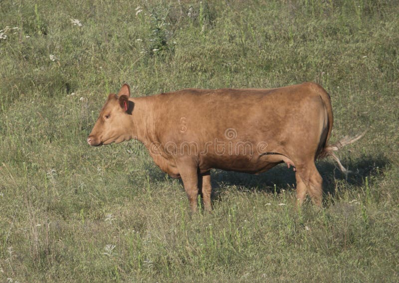 De Rode Koe Van Angus Op Een Gebied in Oklahoma, Met Twee Veeaigrette ...