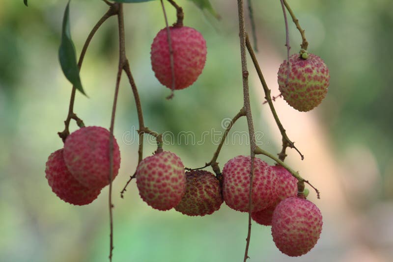 Lychee is Het Enige Lid Van Het Genus Litchi in De Soapberry - Familie ...