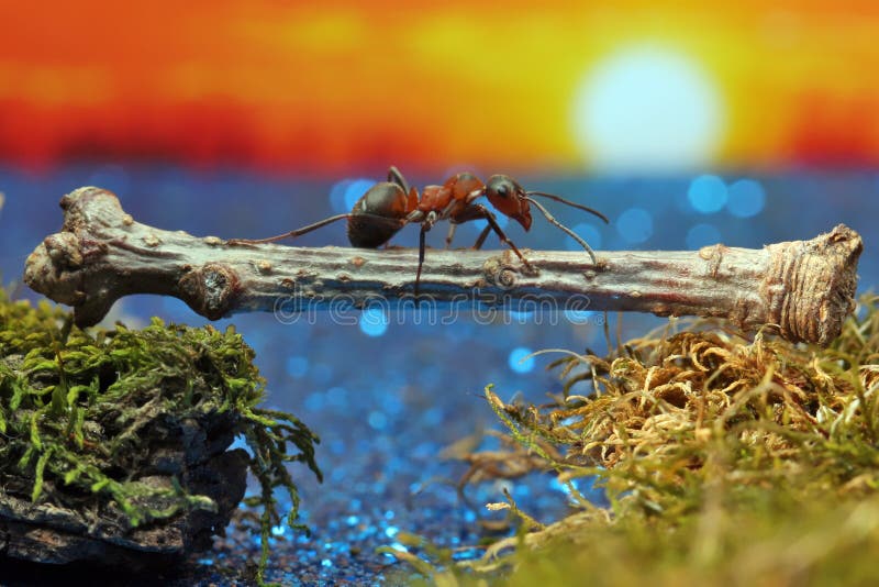 De Rode Mier Kruist De Rivier Op Een Logboek Stock Afbeelding - Image ...