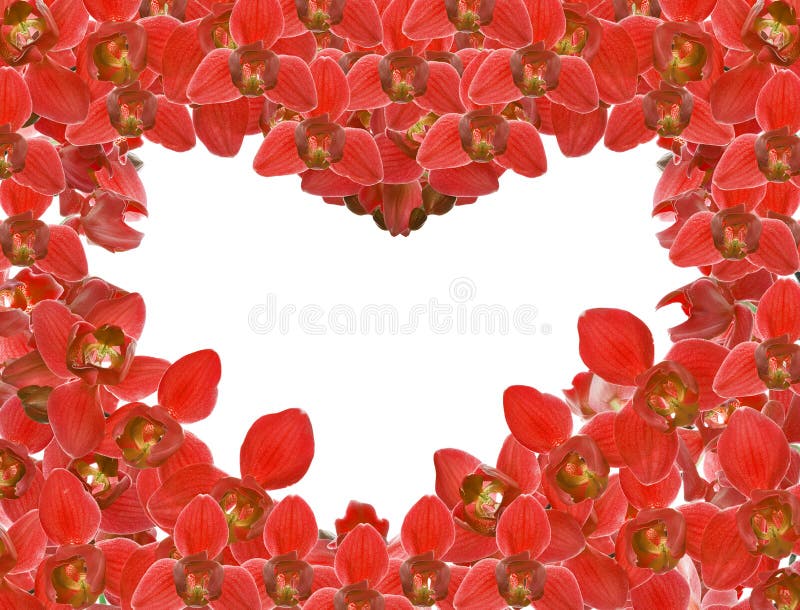 De Rode Orchidee Bloeit Het Kader Van De Hartvorm Op Wit Stock Foto ...