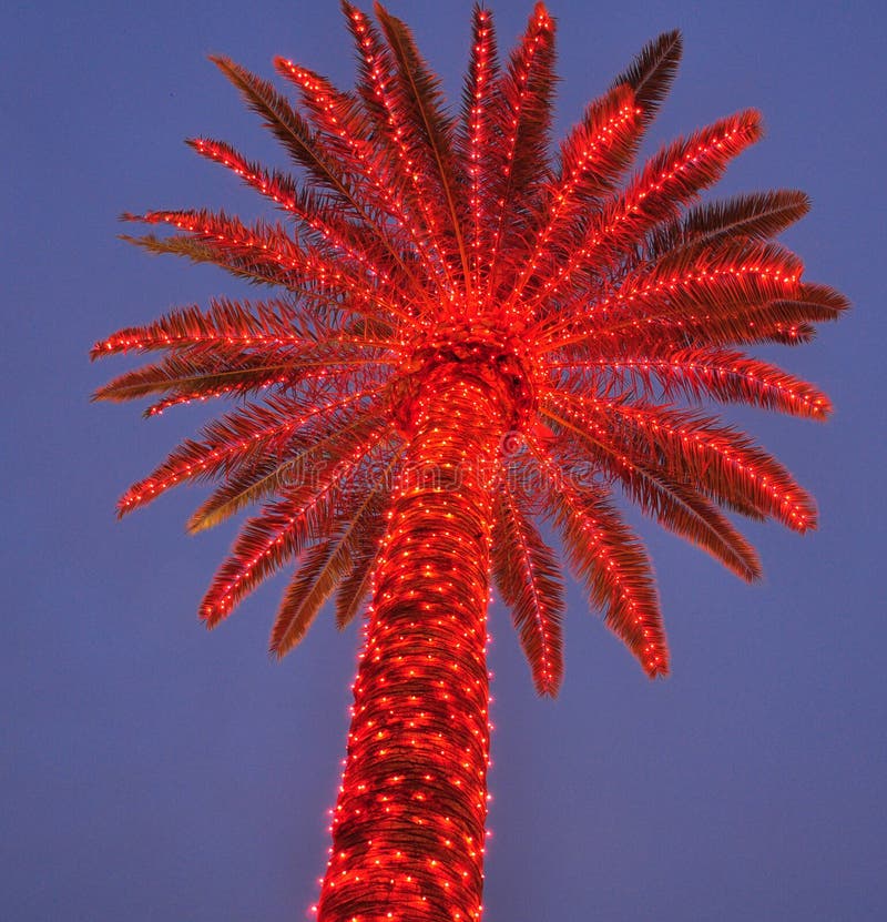 De rode Palm van Kerstmis stock afbeelding. Image of nacht - 17300101