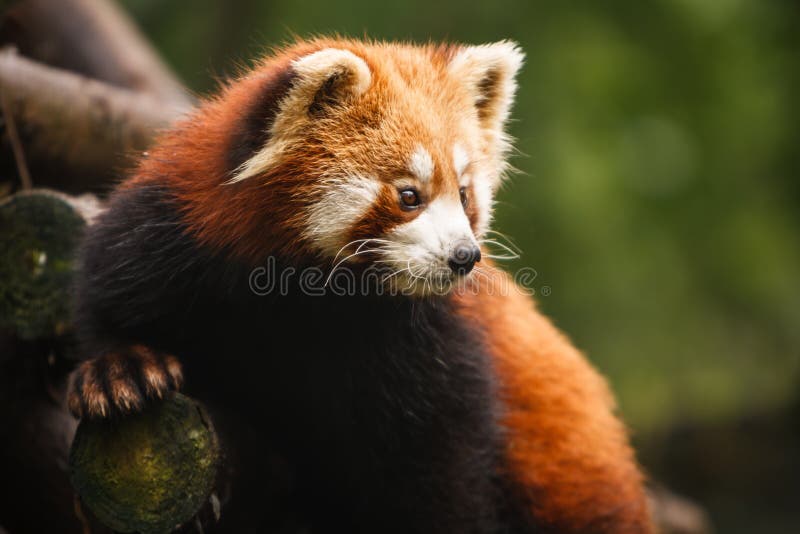 De rode panda draagt stock afbeelding. Image of bamboe - 34957825