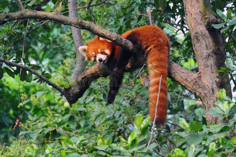 De Rode Panda Draagt in Boom Stock Afbeelding - Image of allesetend ...