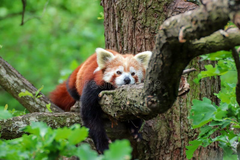 Rood Panda Resting Op Mens Gemaakte Bamboesteun Stock Afbeelding ...