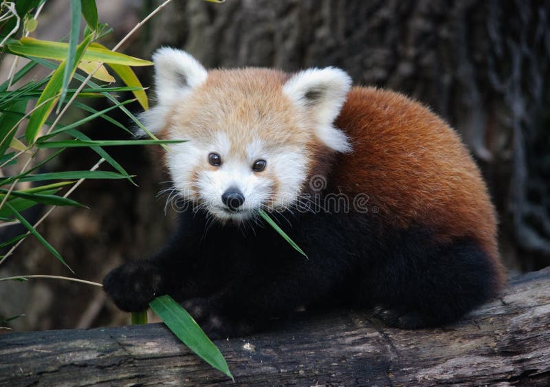 Baby rode panda stock foto. Image of leuk, eten, baby - 56964488