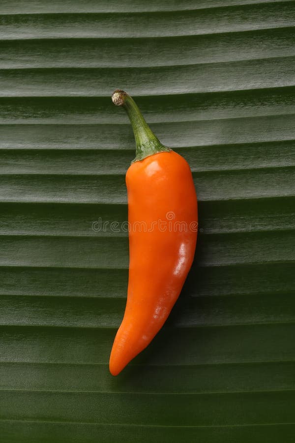 De rode peper van Chili stock foto. Image of gemarineerd - 64051530