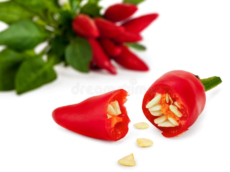 De Rode Peper Van De Spaanse Peper Stock Foto - Image of macro, peper ...