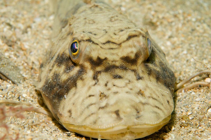 De Rode Poon Van De Blaaskaak Stock Foto - Image of tropisch ...