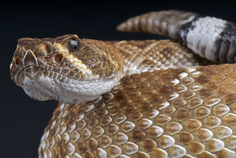 Rode ratelslang stock afbeelding. Image of rood, huisdier - 19851247