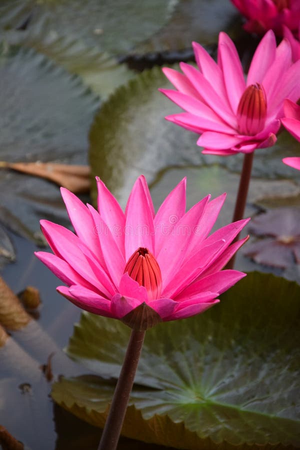 Rode Lotusbloem, Rode Waterlelie in Thailand Stock Foto - Image of ...