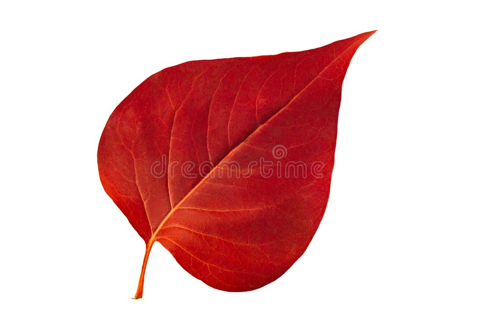 De Rode Sering Van Het De Herfstblad Op Witte Achtergrond Stock Foto ...