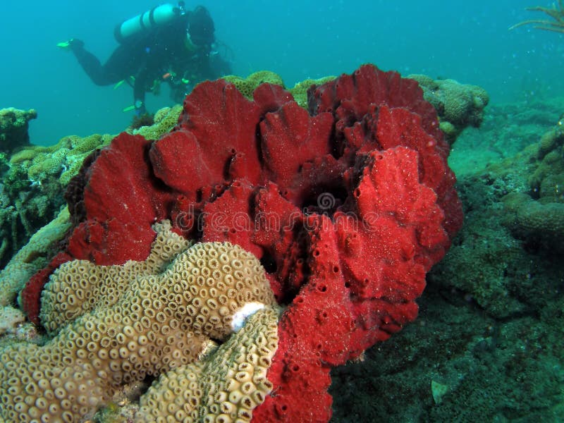 Rode Coral Sponge stock afbeelding. Afbeelding bestaande uit koralen ...