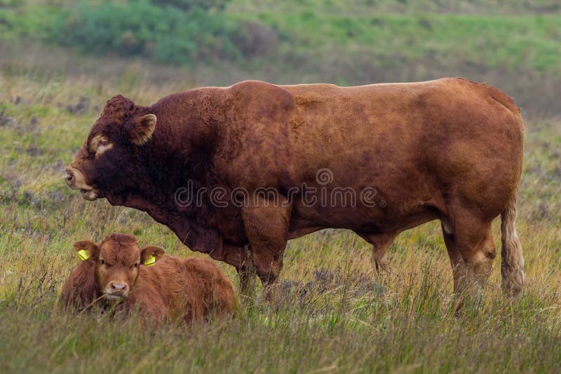 De Rode Stier Van Angus in De Herfstweide, Schotland, Skye-eiland Stock ...