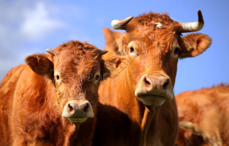 Rode stieren als paar stock foto. Image of nave, begrazing - 21537270