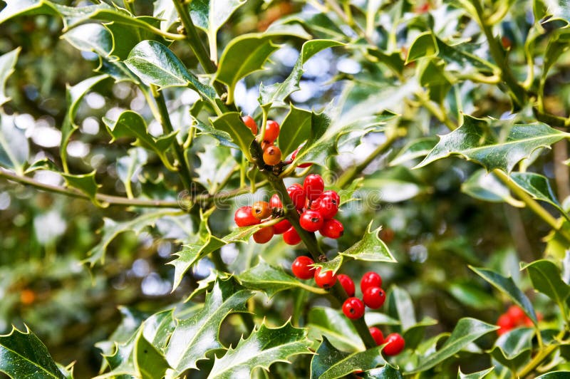Hulststruik Met Rode Bessen Stock Afbeelding - Afbeelding bestaande uit ...