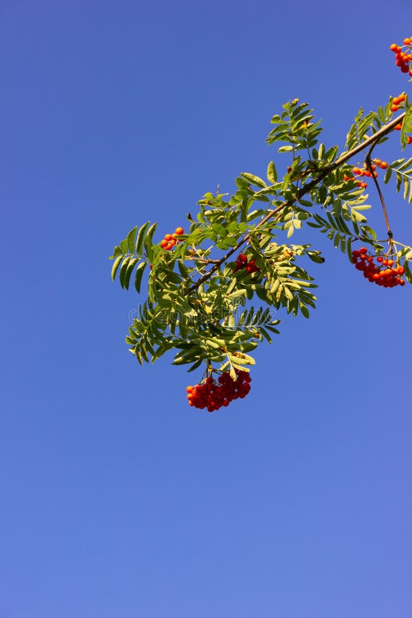 De Rode Tak Van De Bessenboom Op Blauwe Hemel Stock Afbeelding - Image ...