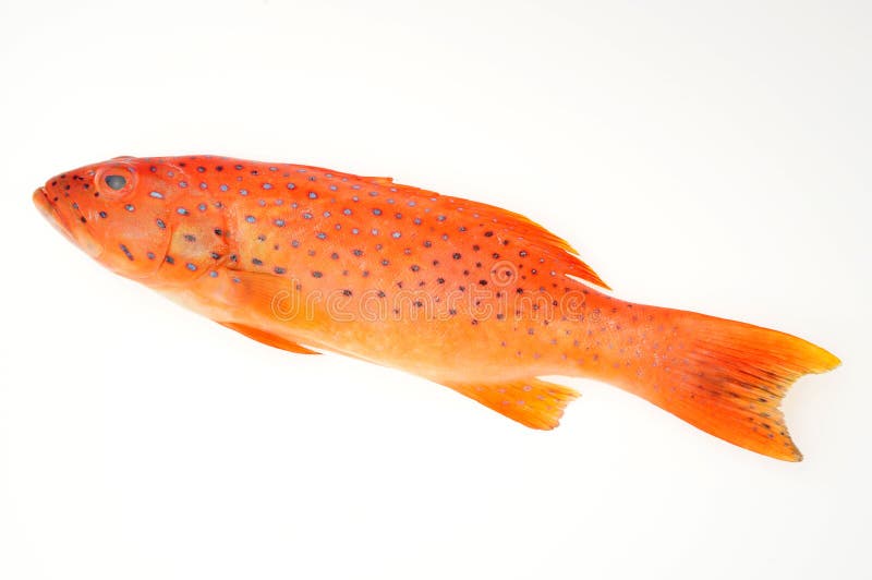 De Rode Vissen Van De Tandbaars Stock Foto - Image of gastronomisch ...