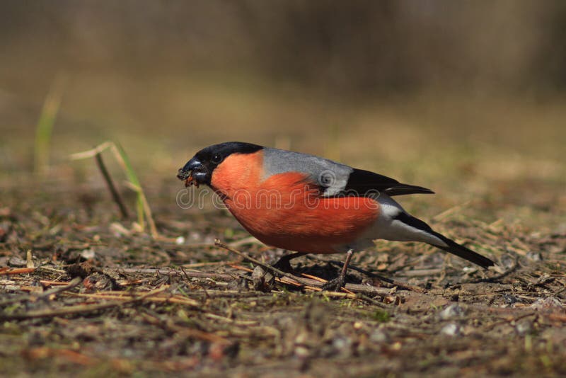 Vogel Met De Rode Borst, Goudvinkzitting Ter Plaatse Stock Foto - Image ...