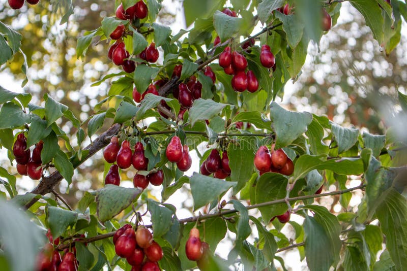 De Rode Vruchten Van De Kornalijnkers in De Boom Stock Afbeelding ...