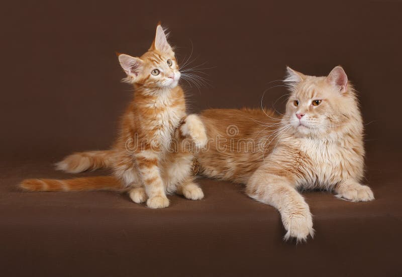 De Rode Wasbeer Van Maine Van De Kat En Van Het Katje. Stock Afbeelding ...