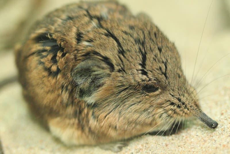 De Rond-eared Spitsmuis Van De Olifant Stock Foto - Image of dier ...