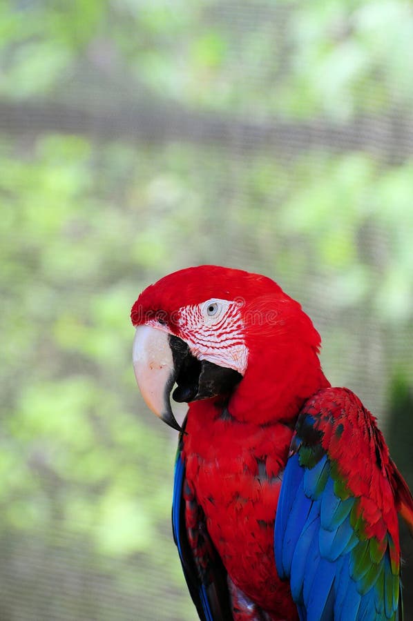 De Rood-en-groene Vogel Van De Ara Stock Afbeelding - Image of buiten ...