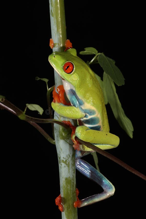 Roodoogboomkikker stock foto. Image of tropisch, ogen - 26061258