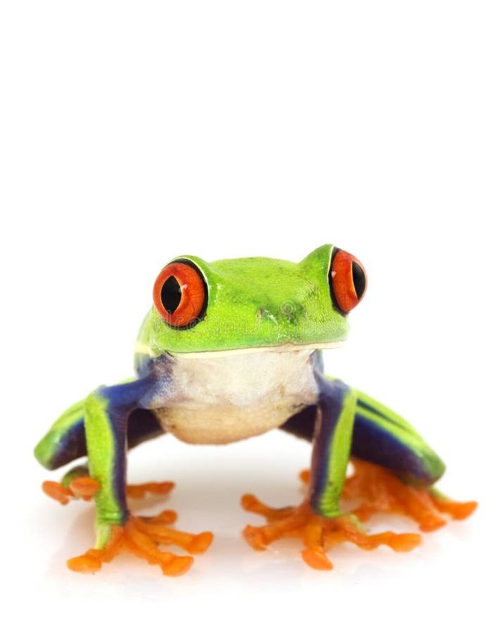 De Rood-eyed Kikker Van De Boom (callidryas Agalychnis) Stock ...