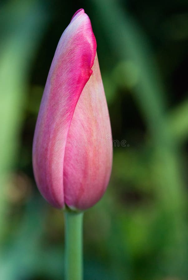 De roze Knop van de Tulp stock foto. Image of schoonheid - 10841040